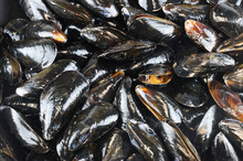 Seafood Mussels Free Stock Photo - Public Domain Pictures