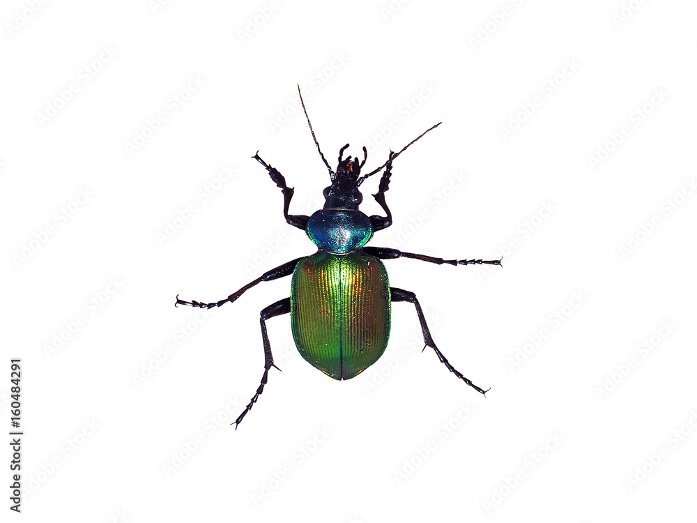 Large beetle Calosoma sycophanta from the family of Carabidae, isolated ...