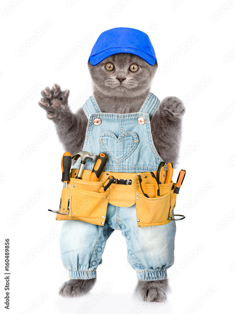 Funny cat worker with toolbelt. Isolated on white background Stock ...