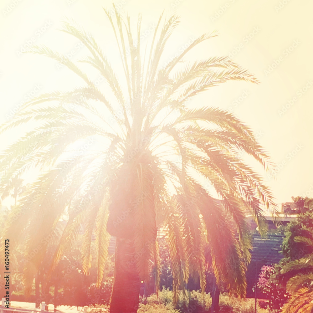 Plam trees - With Instagram effect Stock Photo | Adobe Stock
