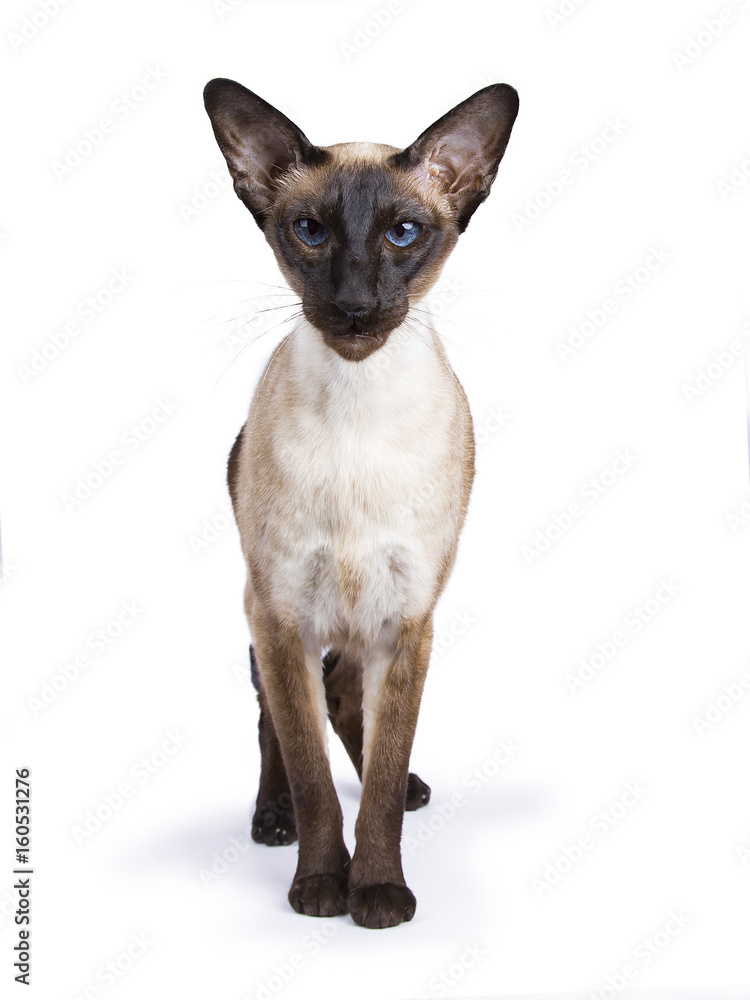 Siamese cat standing frontal isolated on wite background Stock Photo ...
