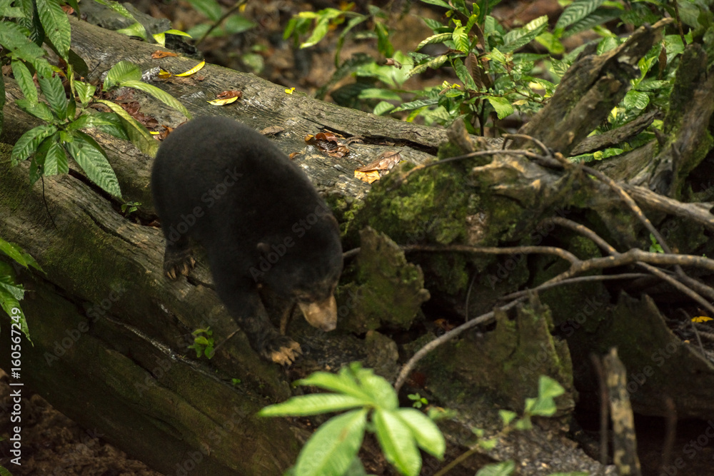 Picture of Sun bear at the Borneo Sun Bear Conservation Centre at ...
