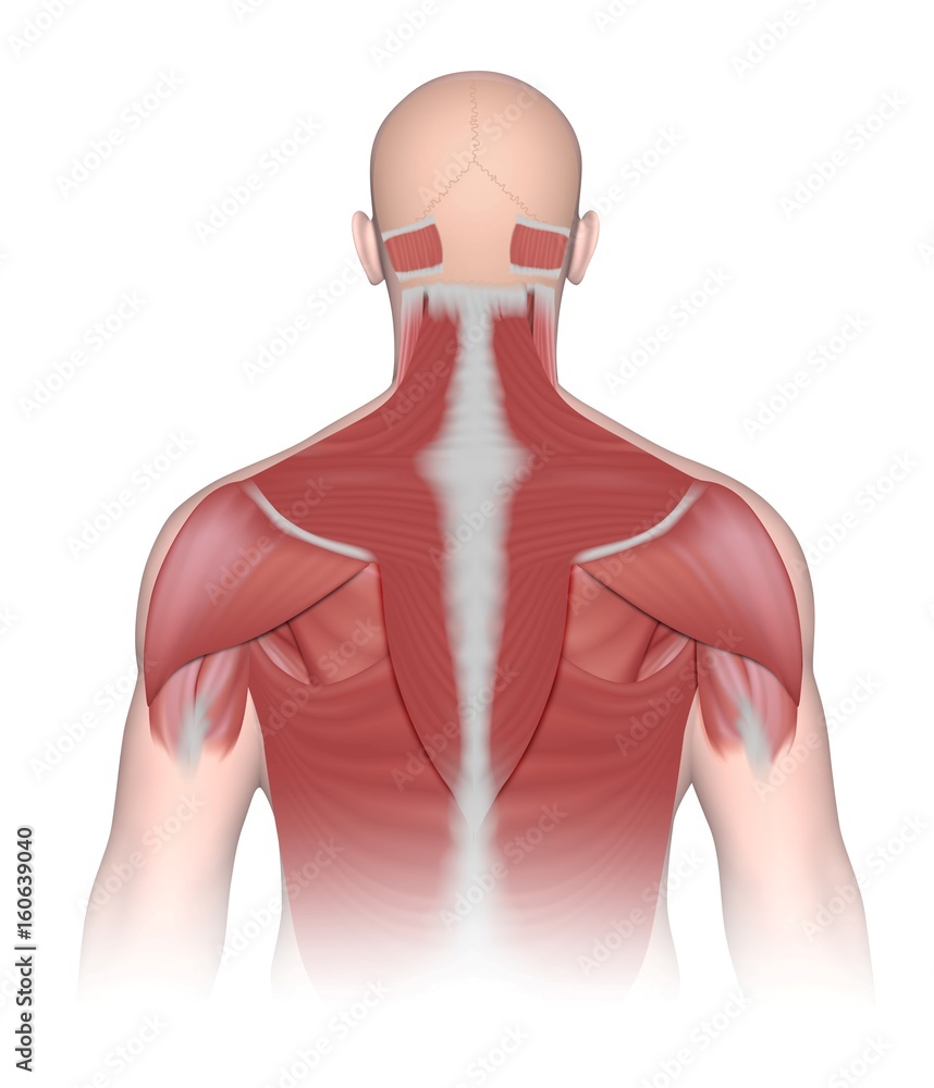 Muscles of the upper back and neck Stock Illustration | Adobe Stock