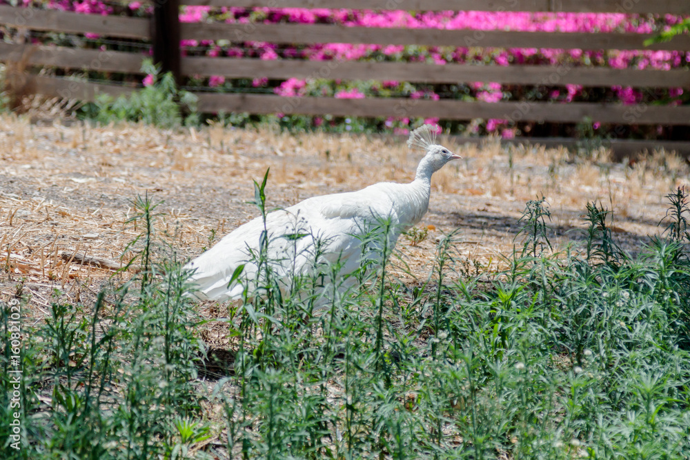 White female peacock walking on a sunny day in the grass at the Gan ...