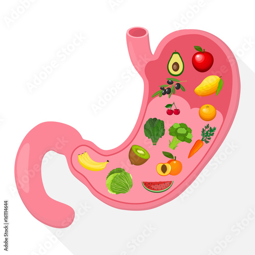 Stomach icon. Human internal organs. Healthy food. Digestion. Digestive ...