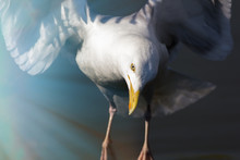 Transmigration Of Souls Free Stock Photo - Public Domain Pictures