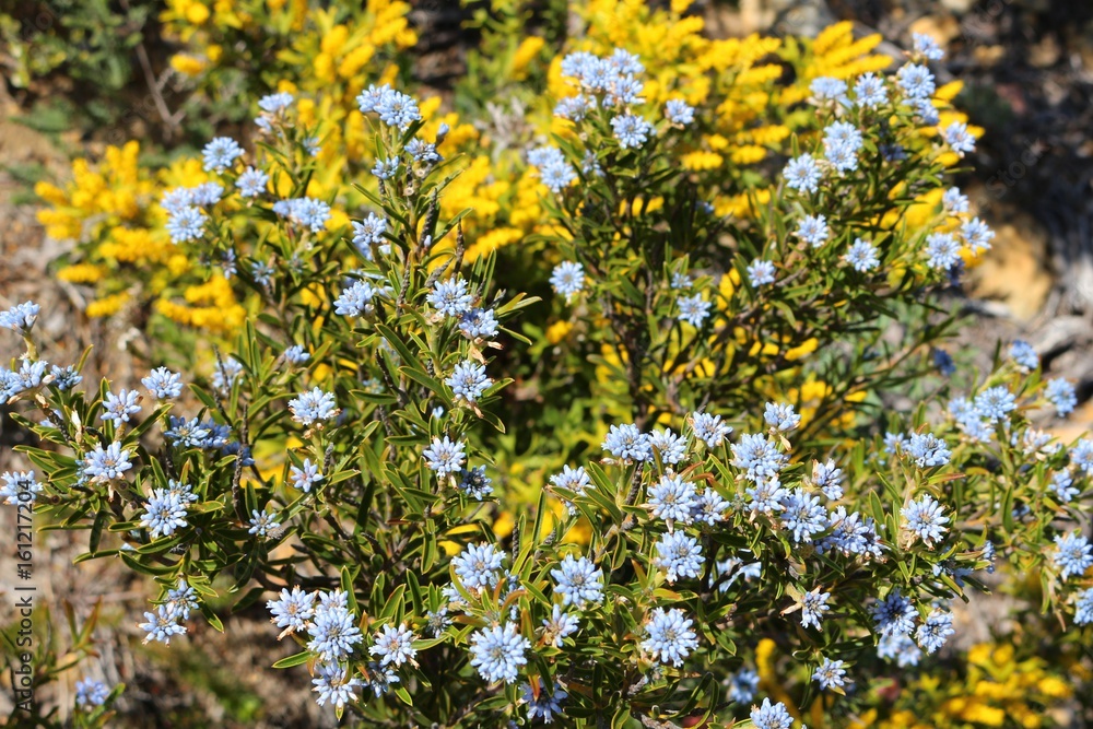 Australian endemic wildflower called blue smokebush (Conospermum ...