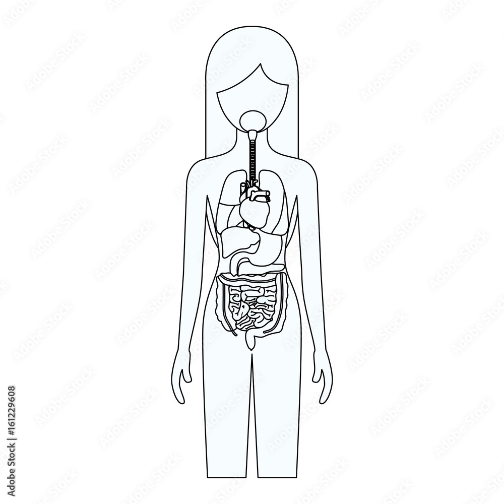 Human Body Outline With Organs