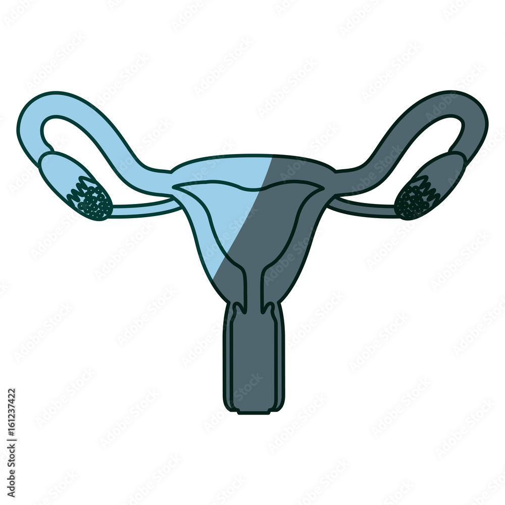 blue color shading silhouette female reproductive system human body ...
