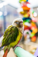 Green Cheek Conure Free Stock Photo - Public Domain Pictures
