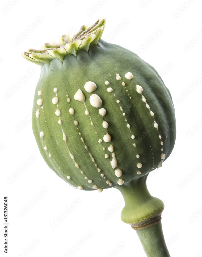 Opium - latex flows from immature macadamia (Poppy seed - Papaver ...