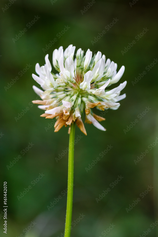 Trifolium pratense. Flor blanca de Trébol rojo o violeta. Stock Photo ...