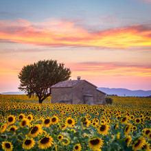 A Summer In Provence N°3 Free Stock Photo - Public Domain Pictures