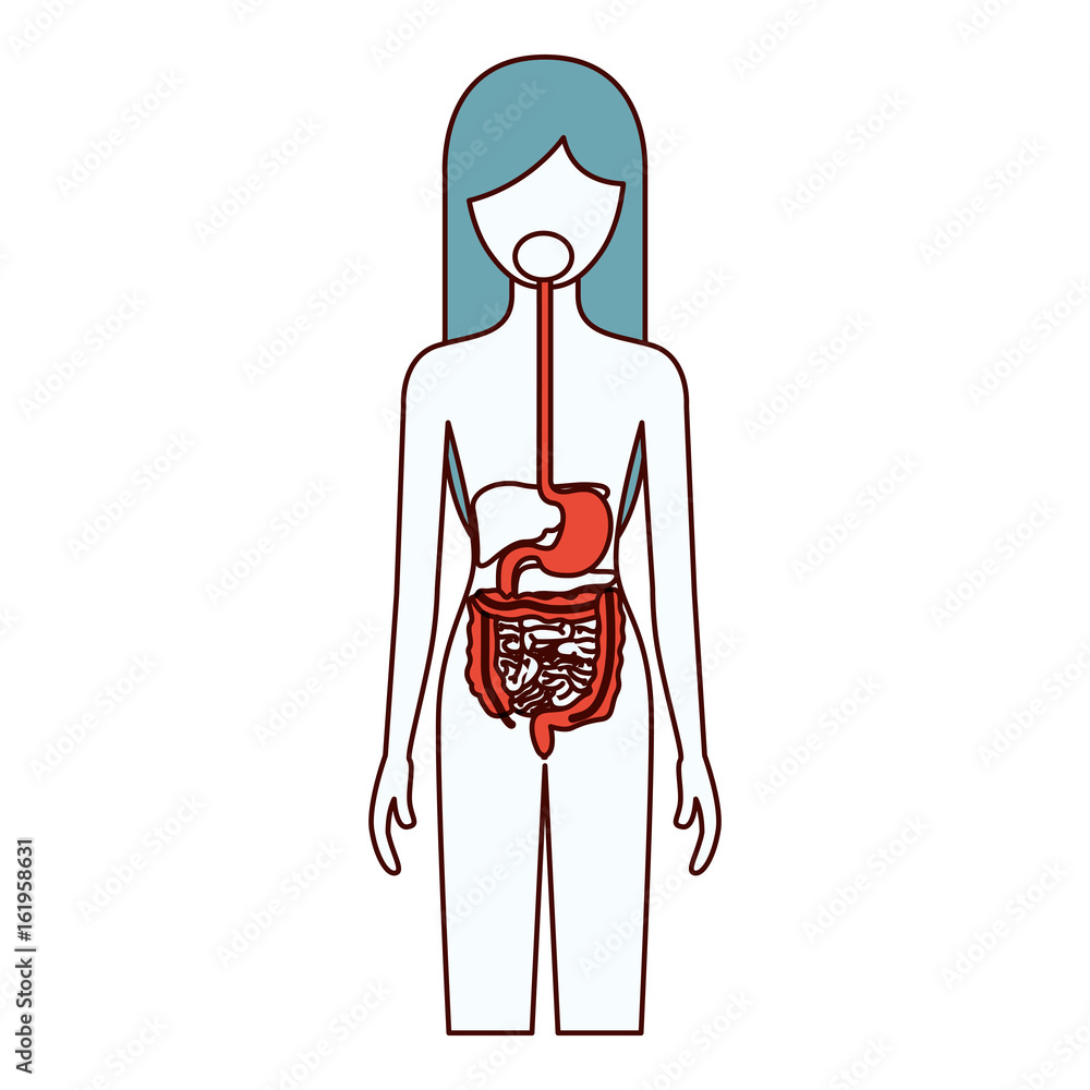 color sections silhouette of female person with digestive system human ...