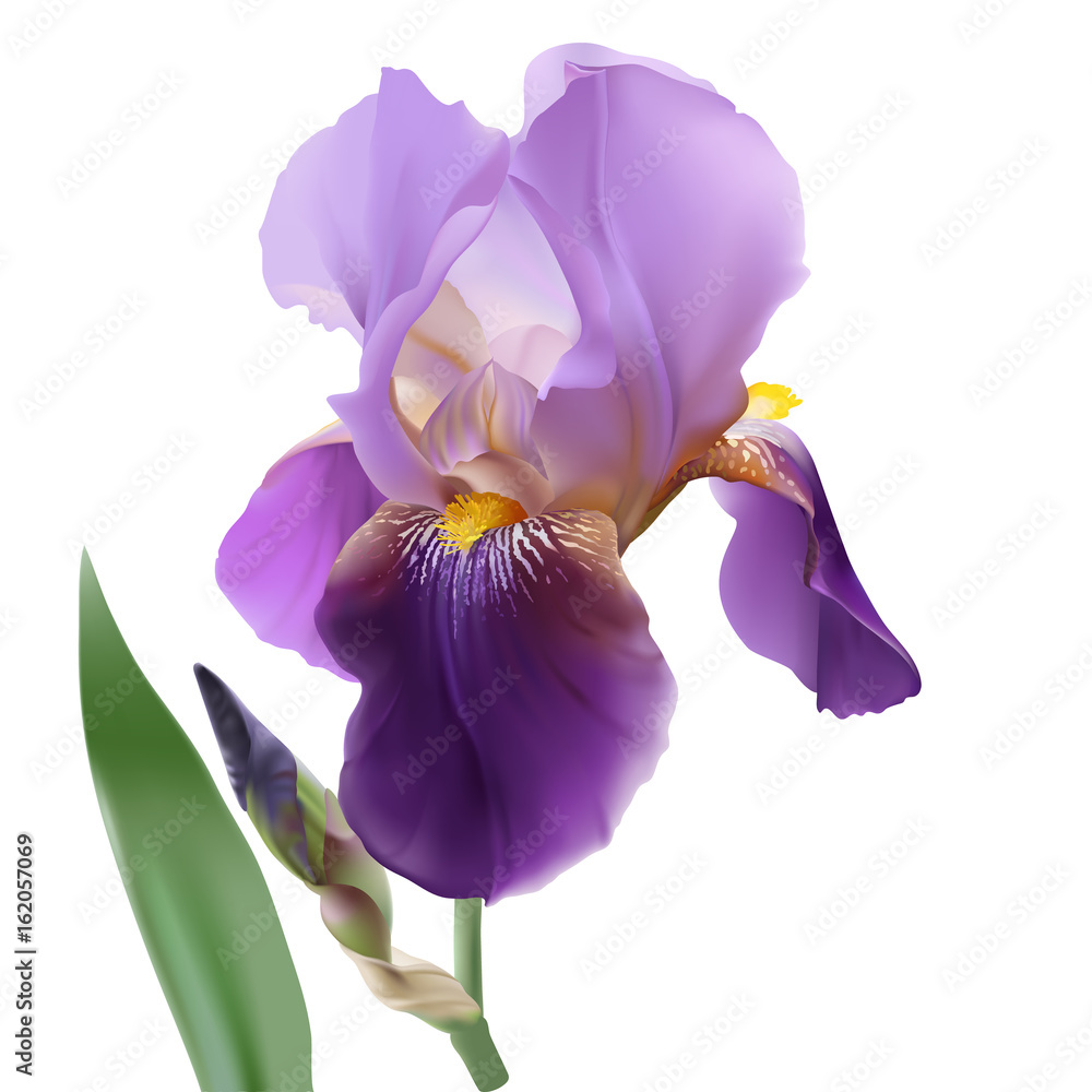 Iris flower. Hand drawn vector illustration in realistic style, on ...