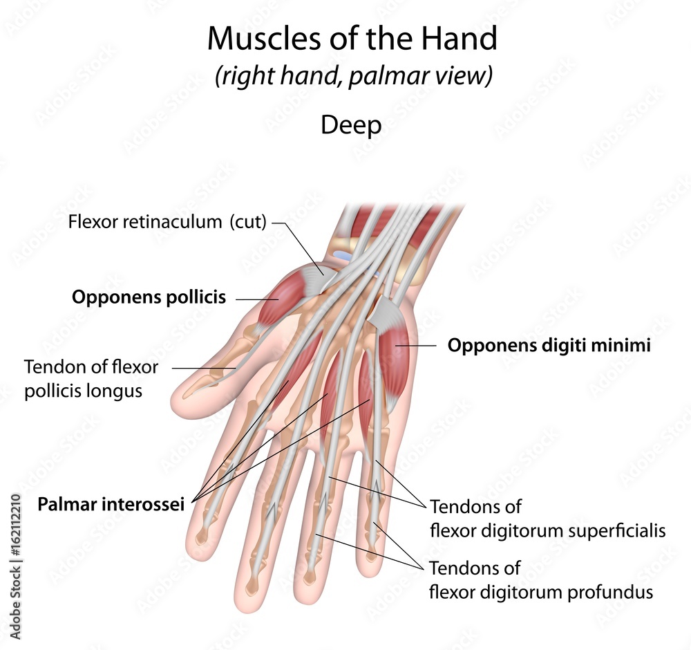 Ilustración de Stock Hand muscles palm deep labeled | Adobe Stock