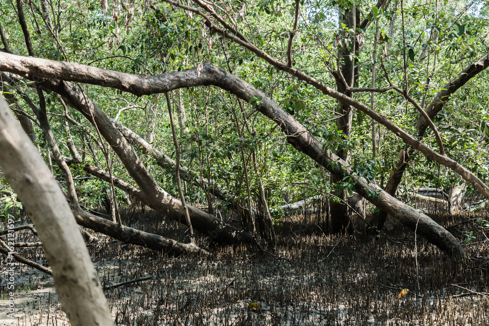 Mangrove forest is a typical ecosystem, associated with the banks of ...