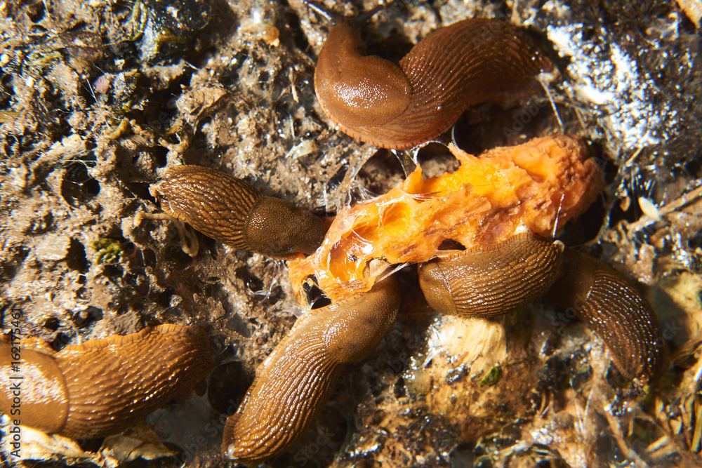 Group of slugs eating in the garden. Spanish slug (Arion vulgaris ...