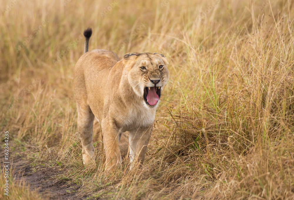Angry lioness Stock Photo | Adobe Stock