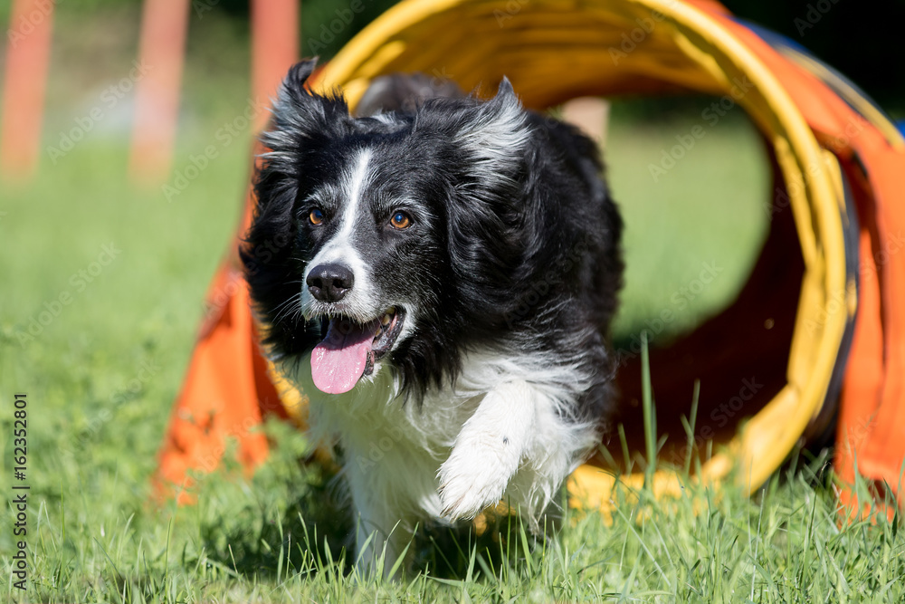 Border Collie beim Agility Stock Photo | Adobe Stock