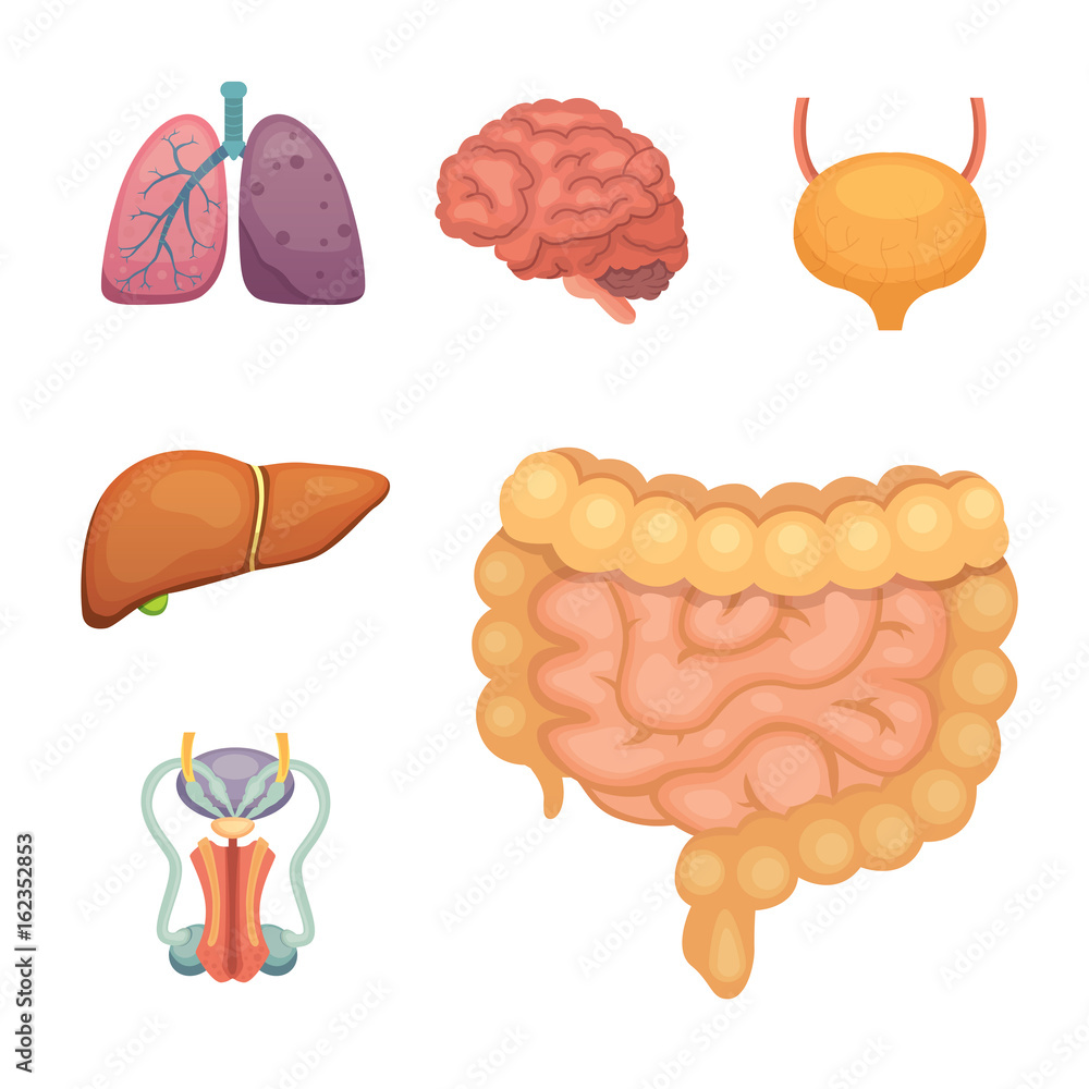 Cartoon human organs set. Anatomy of body. Reproductive system, lungs ...