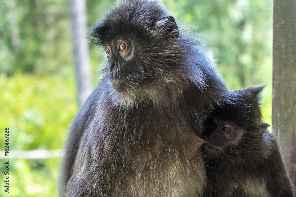 Silvery lutung monkey feeding the infant. Labuk bay, Sabah, Borneo ...