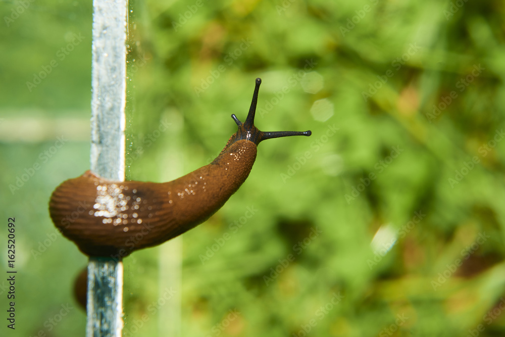 Escape of slug from aquarium where are collected from garden. Spanish ...