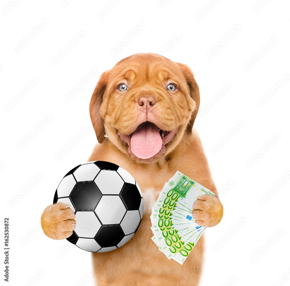 Funny dog holding money and ball in his paws. isolated on white ...
