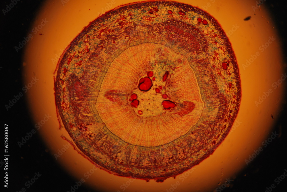 Real Animal Cells Under A Microscope Cell Theory Wikipedia