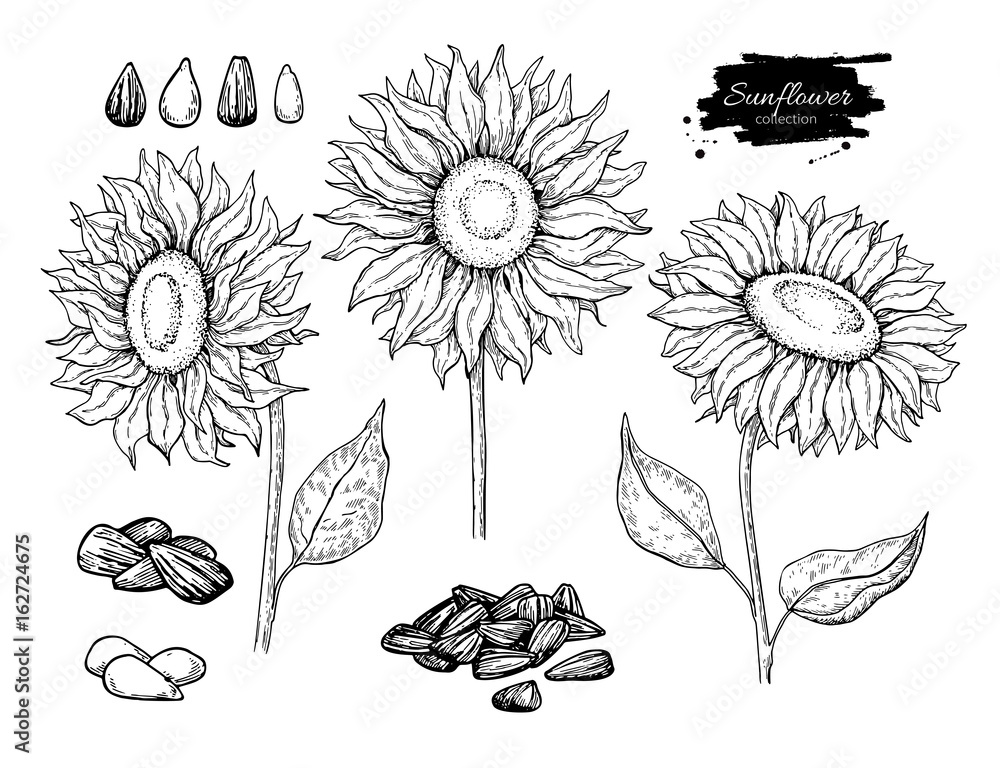 Sunflower seed and flower vector drawing set. Hand drawn isolated ...