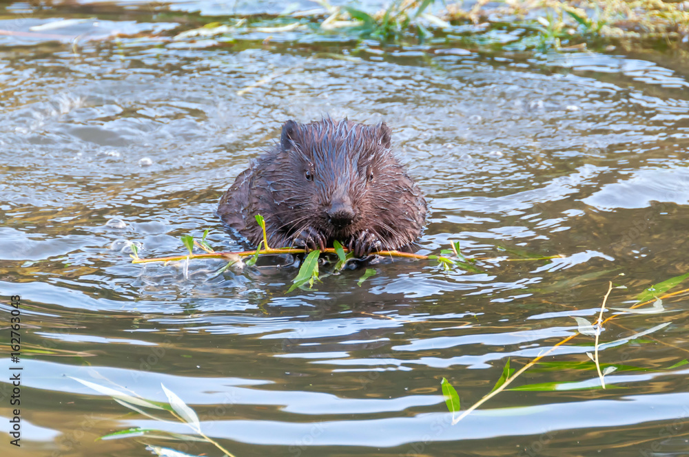 Beaver kid sits full-face in water near riverside and nibbles willow ...