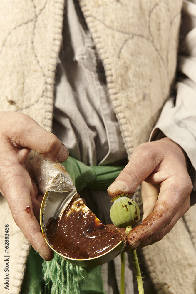 Detail of harvesting of raw opium on poppy field with can Stock Photo ...