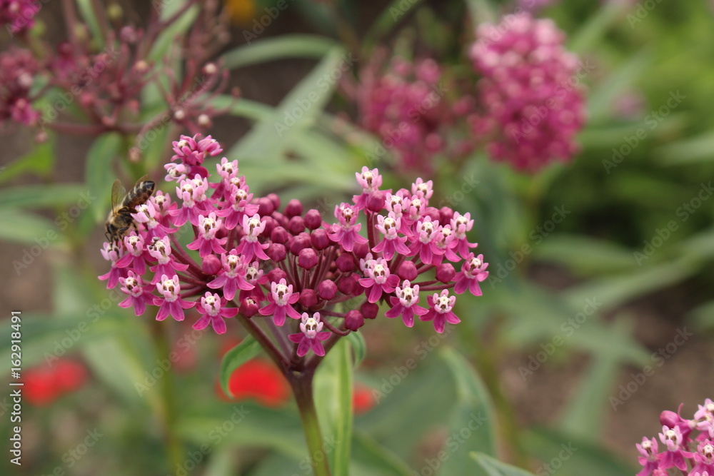 "Swamp Milkweed" flowers (or Rose Milkweed, Rose Milkflower, Swamp ...