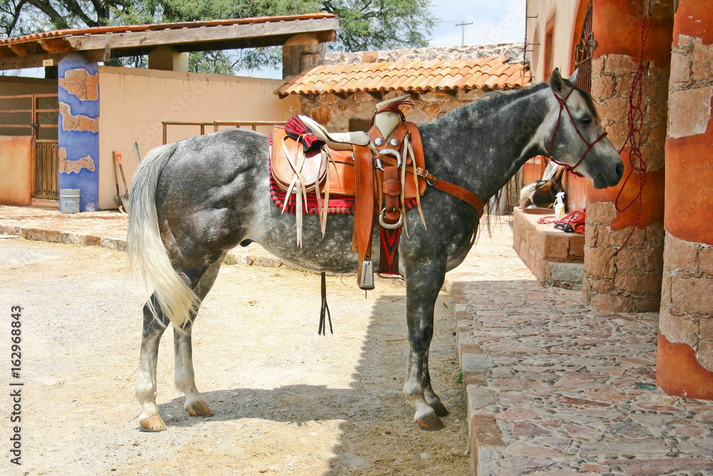 Caballo raza azteca ensillado Stock Photo | Adobe Stock