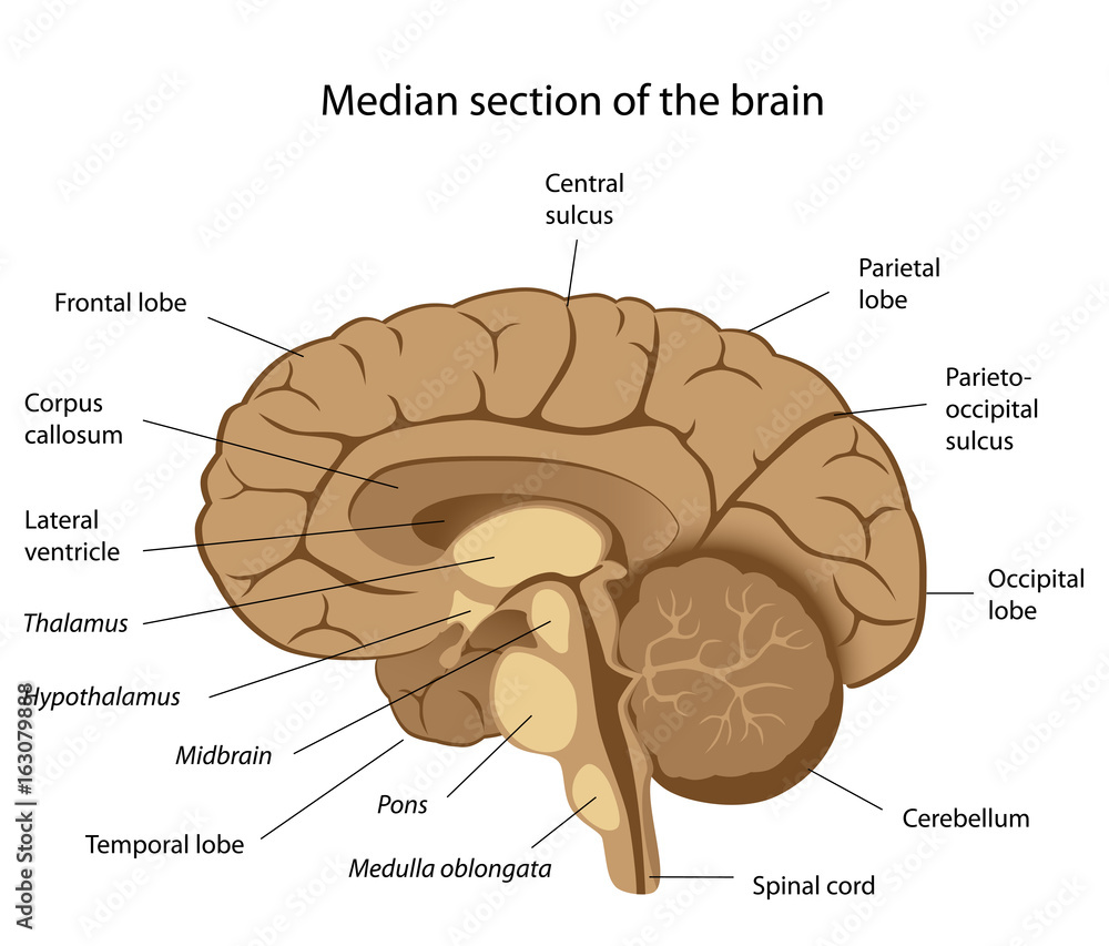 Human brain anatomy, labeled. 素材庫插圖 | Adobe Stock