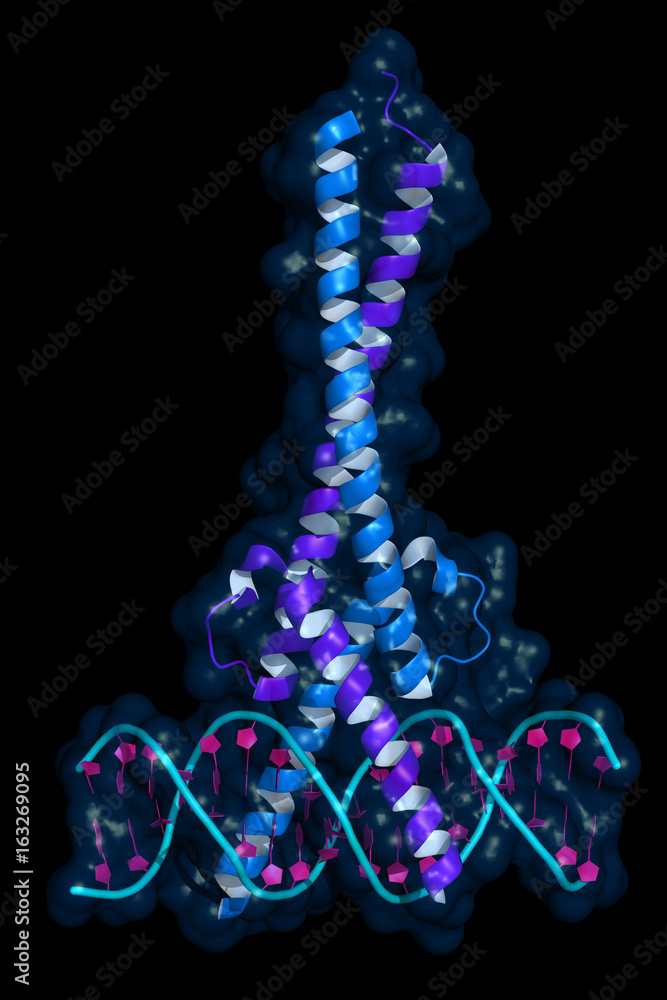 c-Myc and Max transcription factors bound to DNA. Cartoon model with ...