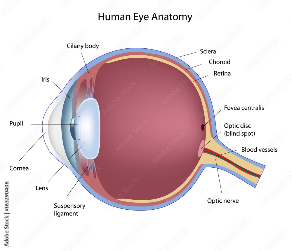 Anatomy of human eye, labeled. Stock Illustration | Adobe Stock