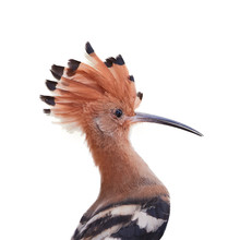 Hoopoe Tropical Bird Free Stock Photo - Public Domain Pictures