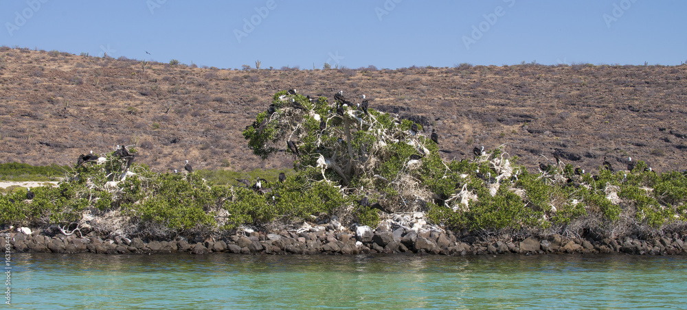 Frigate Bird Nest Isla Espiritu Santo, Sea Of Cortes, La Paz Baja ...