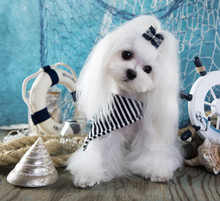 Maltese Dog 1 Free Stock Photo - Public Domain Pictures