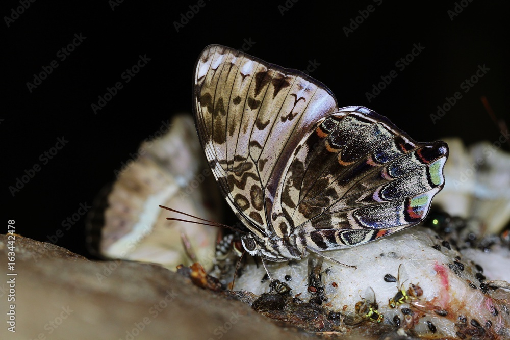 Butterfly Princess, Pang Sida National Park, Thailand. Blue begum ...