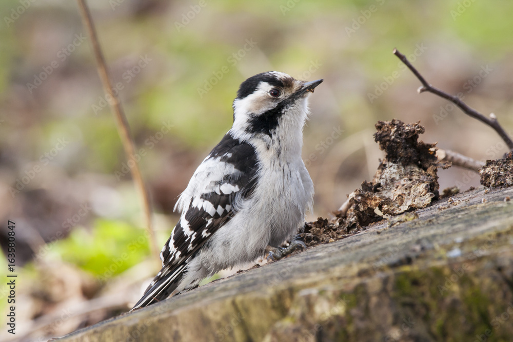 Lesser spotted woodpecker feeding on old rotten tree stump. Cute and ...