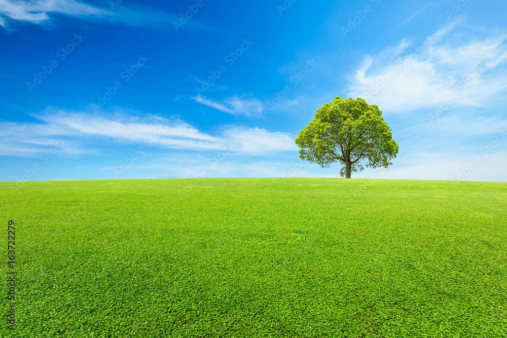 Green grass and tree under the blue sky 스톡 사진 | Adobe Stock