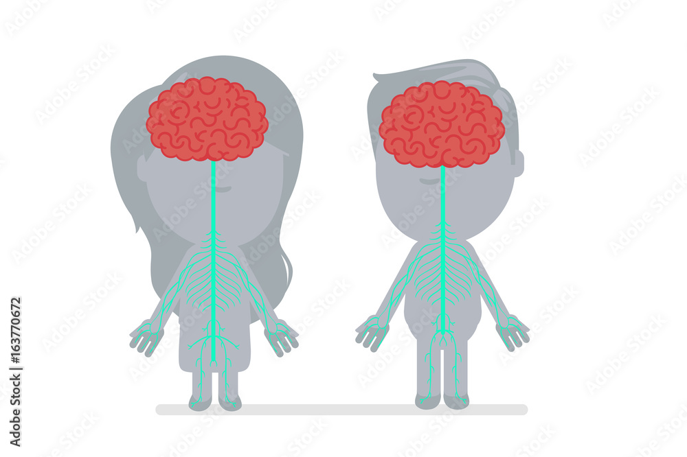 Human body anatomy vector illustration Stock Vector | Adobe Stock