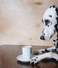 Dog Making Coffee Free Stock Photo - Public Domain Pictures