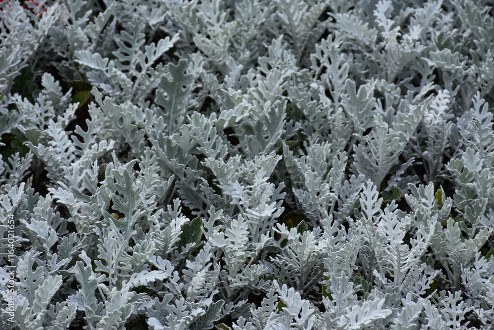 Photo Stock Background, background, composition, tree bark, brick ...