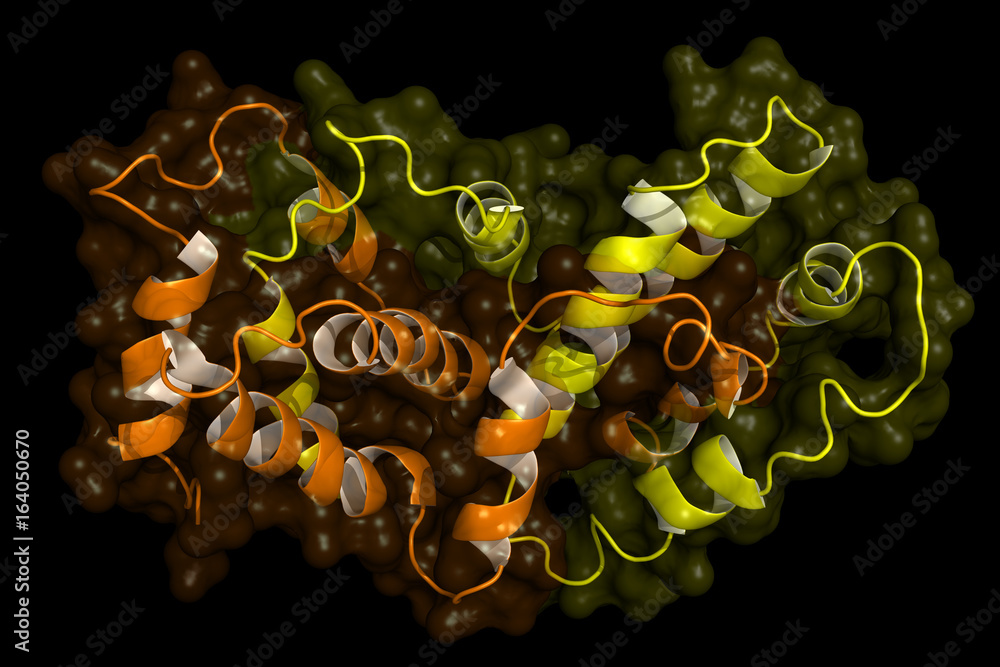 Interferon gamma, cartoon model. Interferons are proteins released by ...