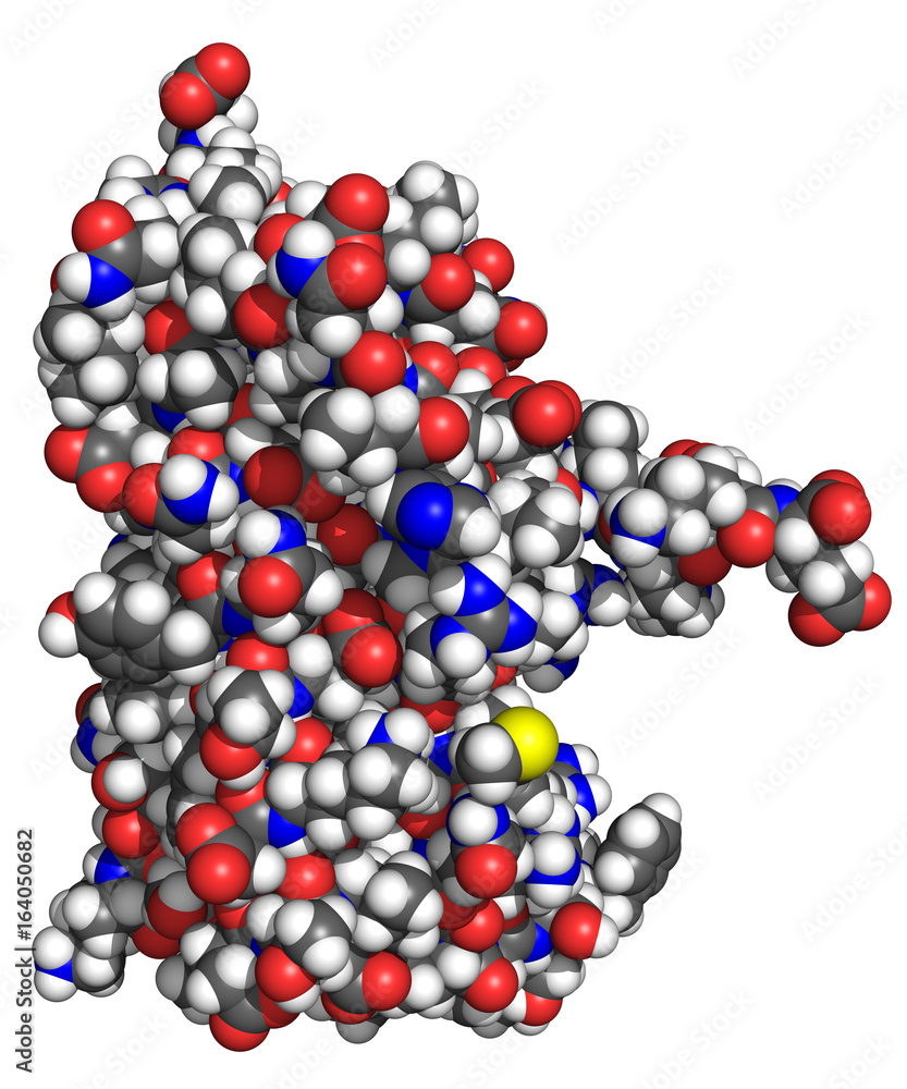 Structure of human interferon-2a (Roferon-A), space-filling model ...