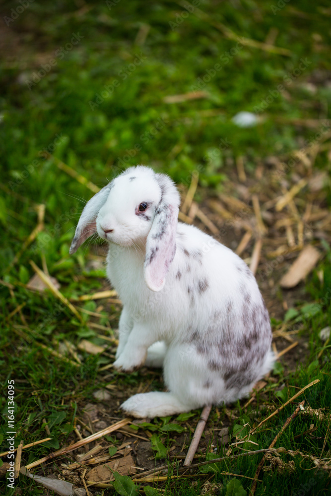 Foto de Stock Kaninchen stehend im Gras, weiß, gescheckt | Adobe Stock