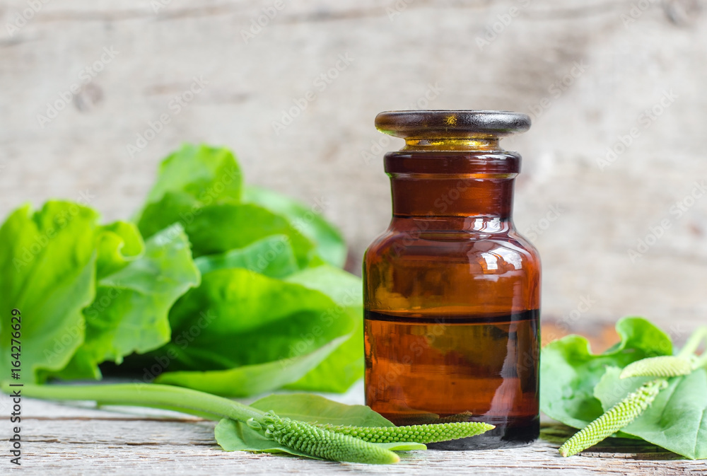 Apothecary bottle and greater plantain (psyllium) leaves and spikes ...